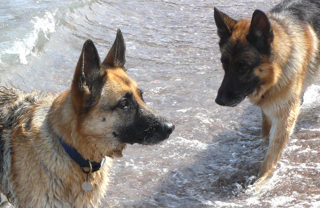 A Dog Story! – Learning from Dogs