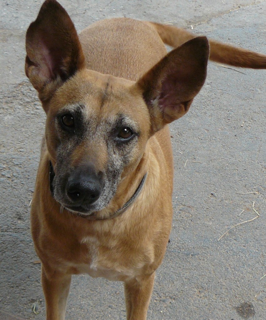 Getting a good night’s sleep – Learning from Dogs