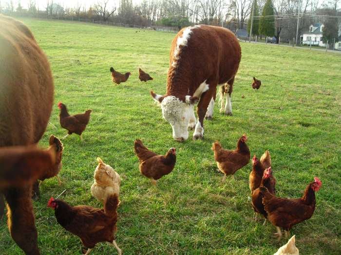 Factory farming. – Learning from Dogs