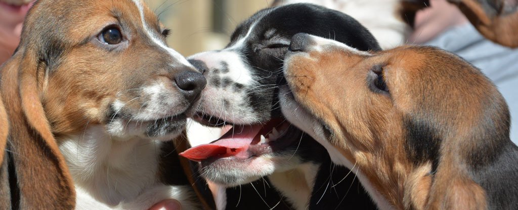 First puppies born through IVF. – Learning from Dogs