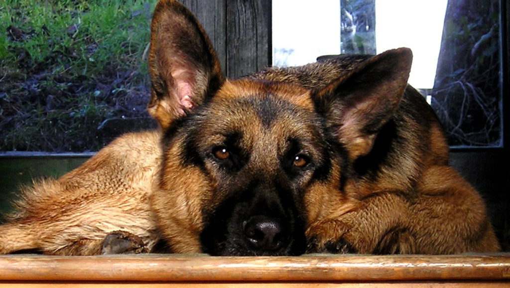 Dogs teach us so much! – Learning from Dogs