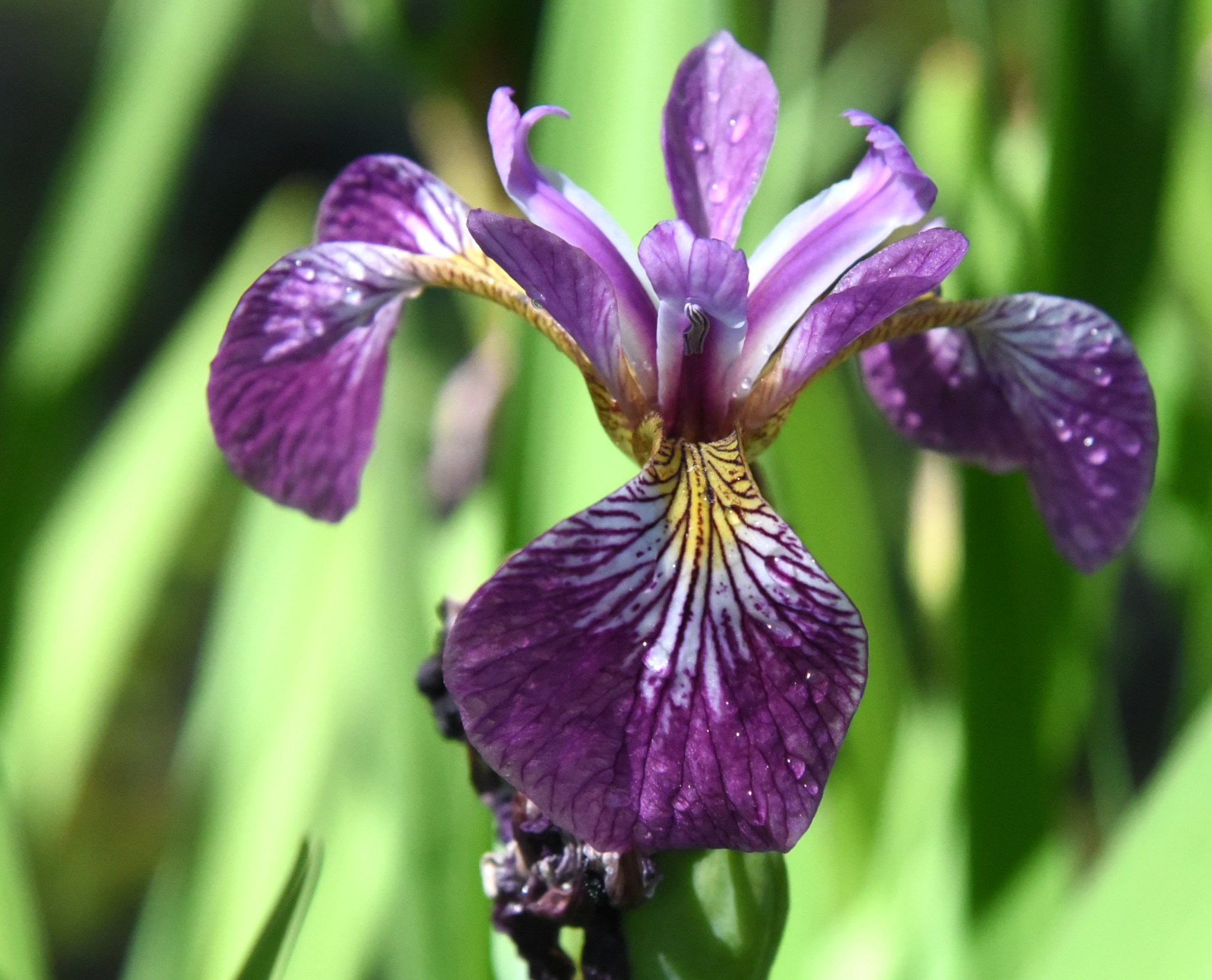 Merlin Oregon – Learning from Dogs