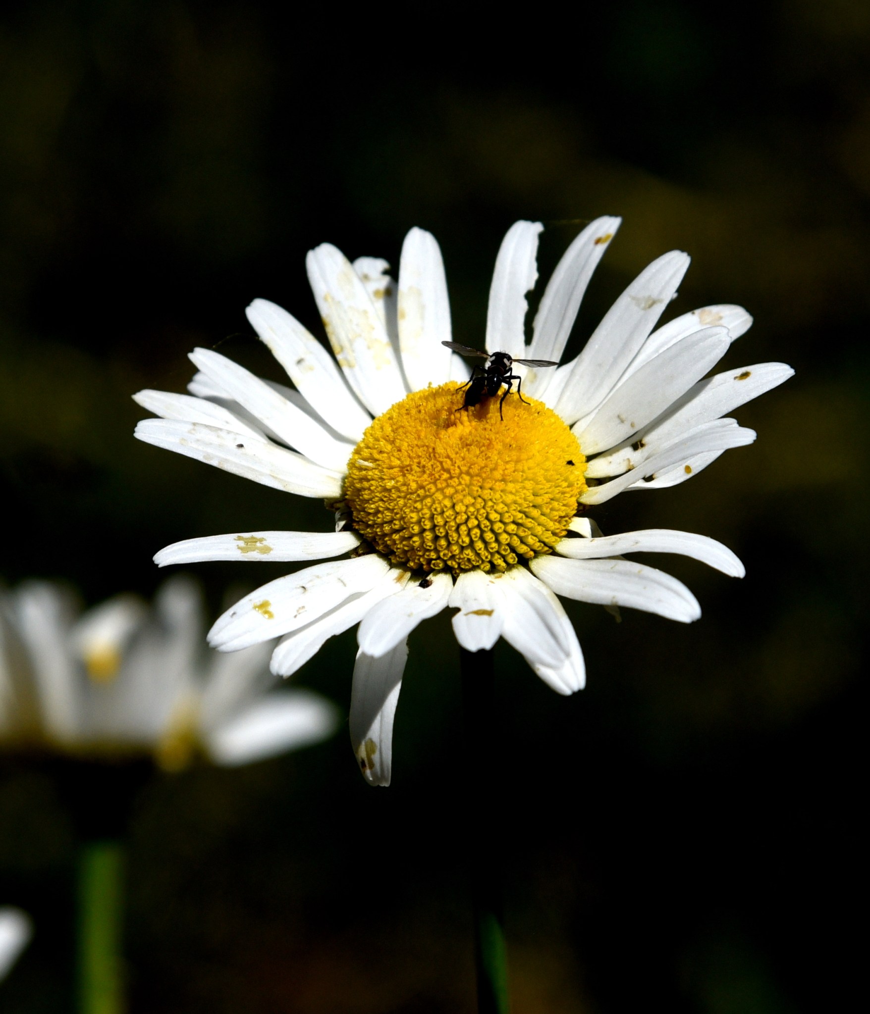 Merlin Oregon – Learning from Dogs