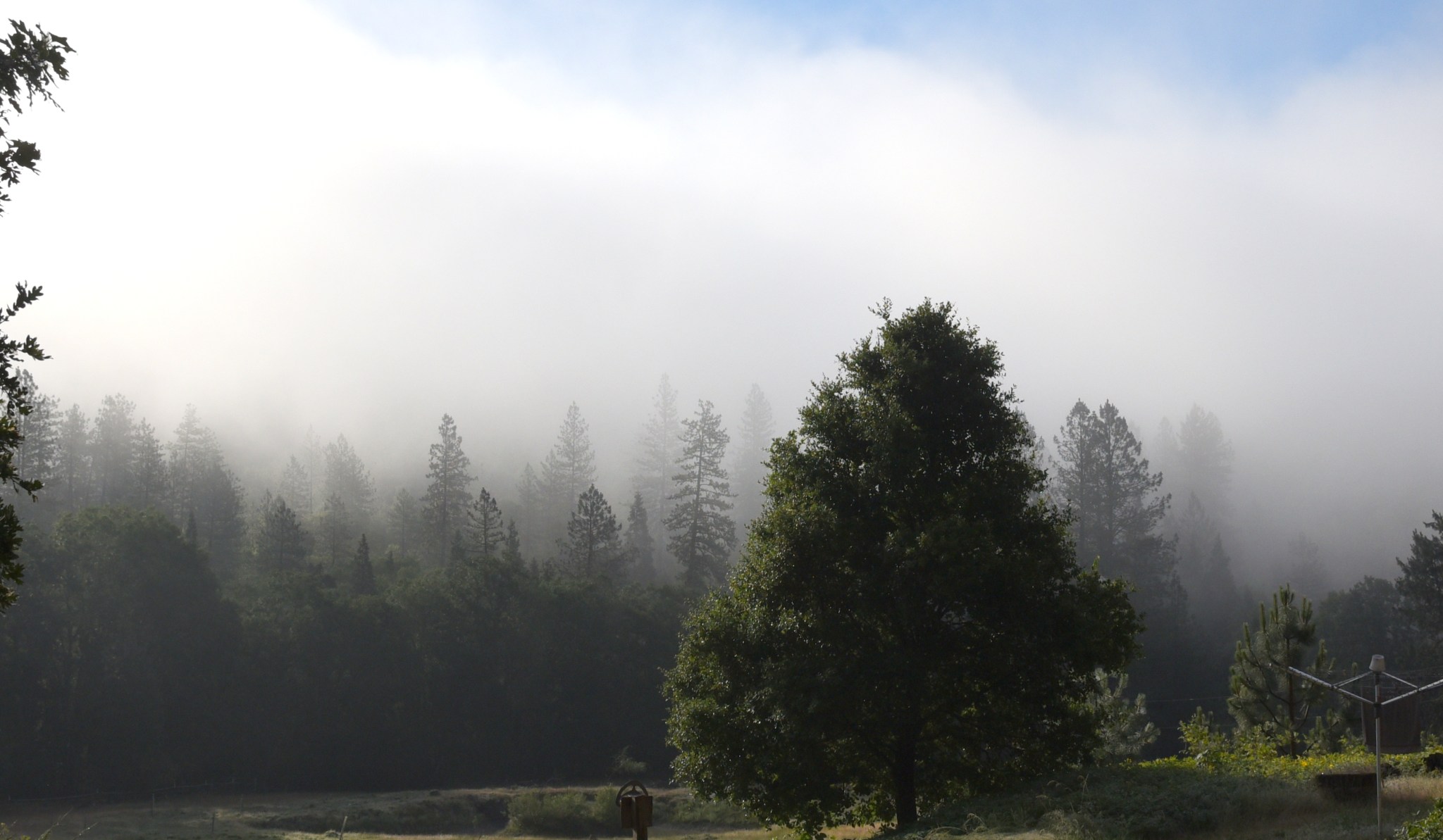 Merlin Oregon – Learning from Dogs