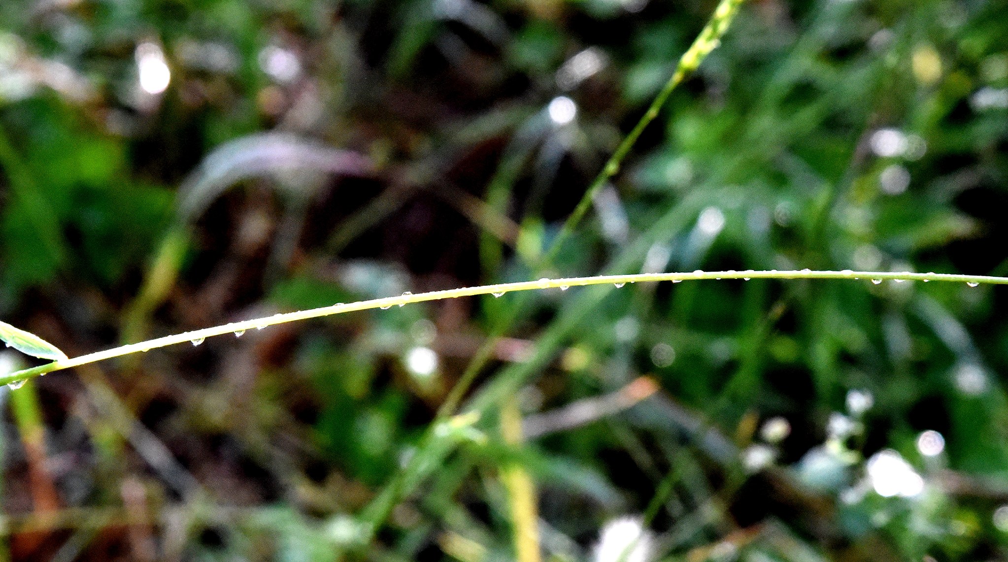 Merlin Oregon – Learning from Dogs