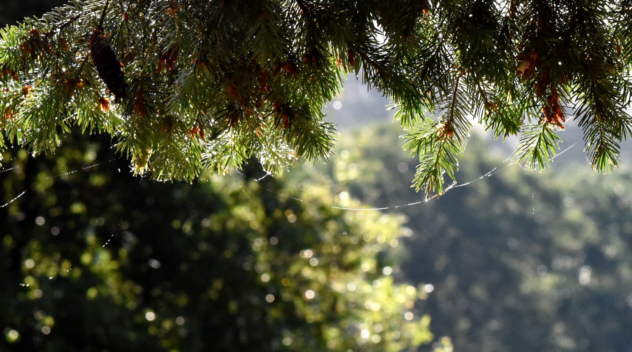 Merlin Oregon – Learning from Dogs