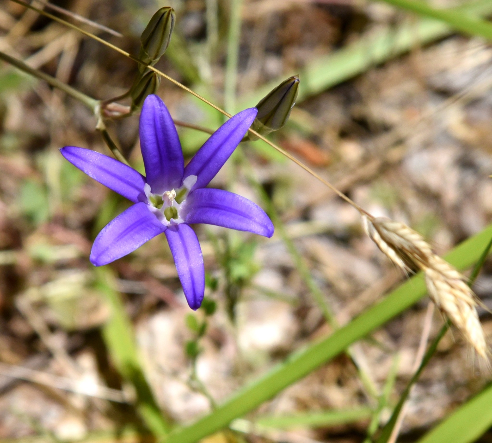 Merlin Oregon – Learning from Dogs