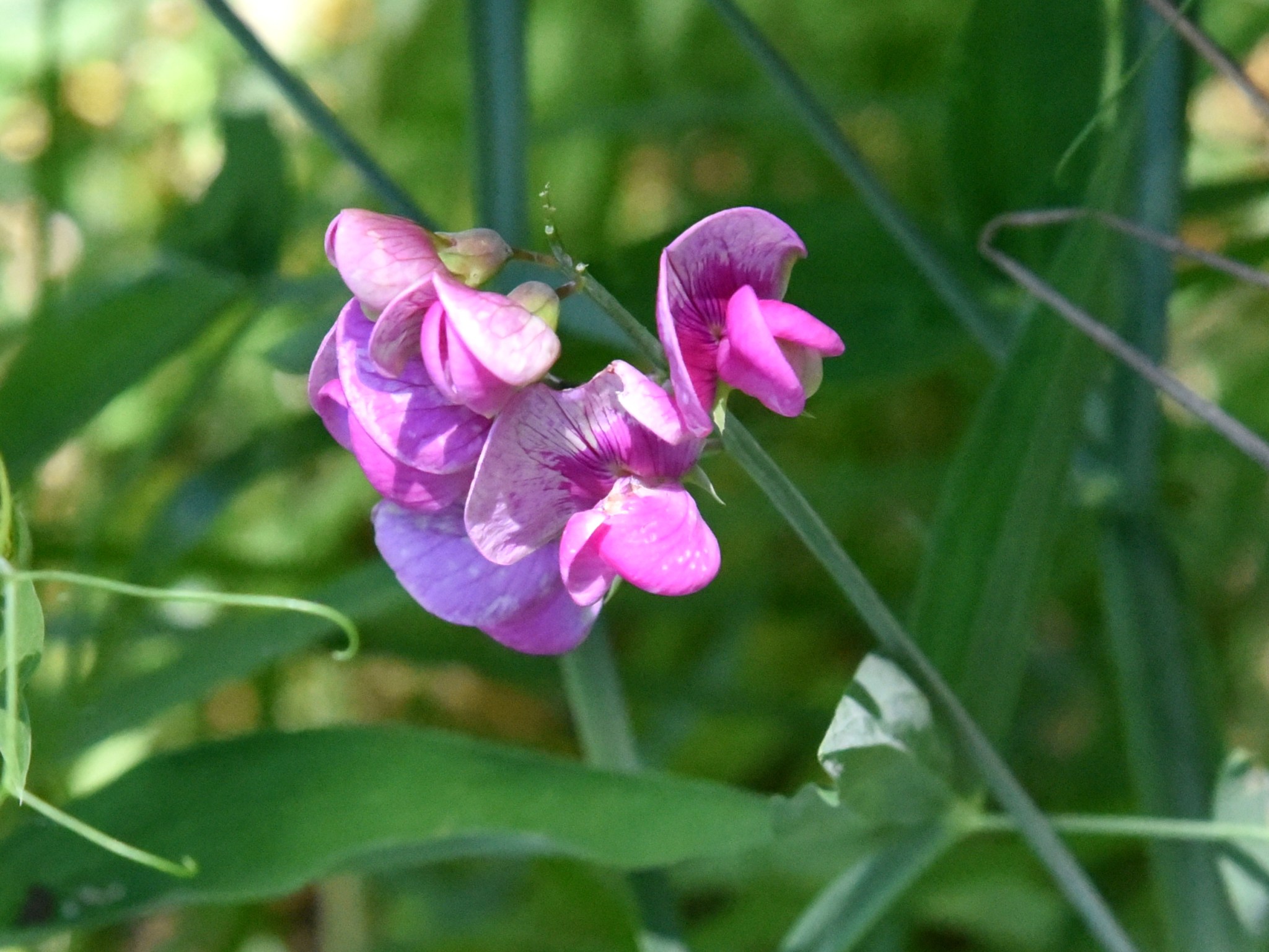 Merlin Oregon – Learning from Dogs