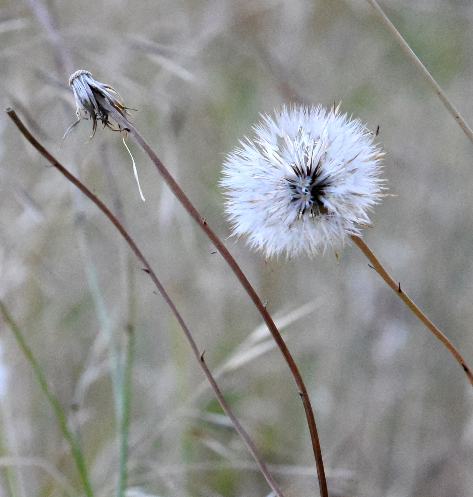 Merlin Oregon – Learning from Dogs