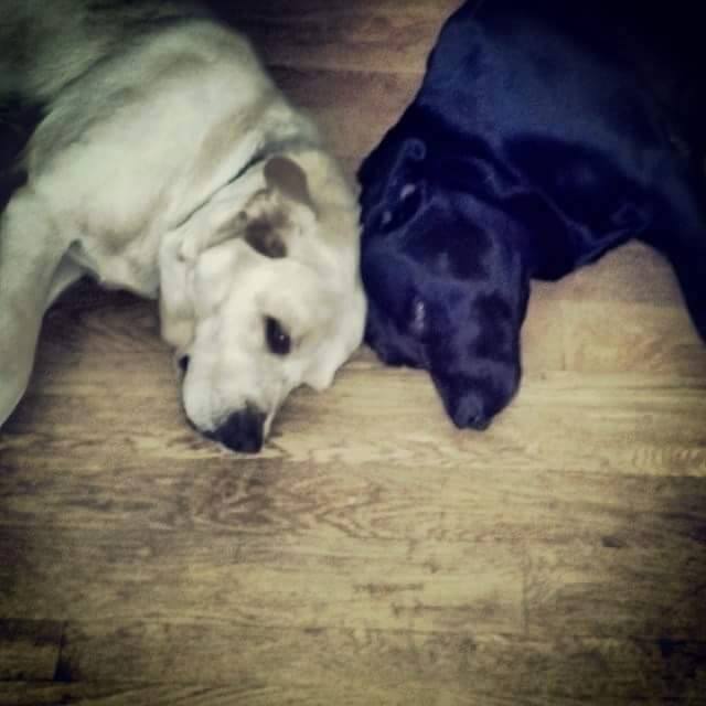 The spirit in my dog! – Learning from Dogs