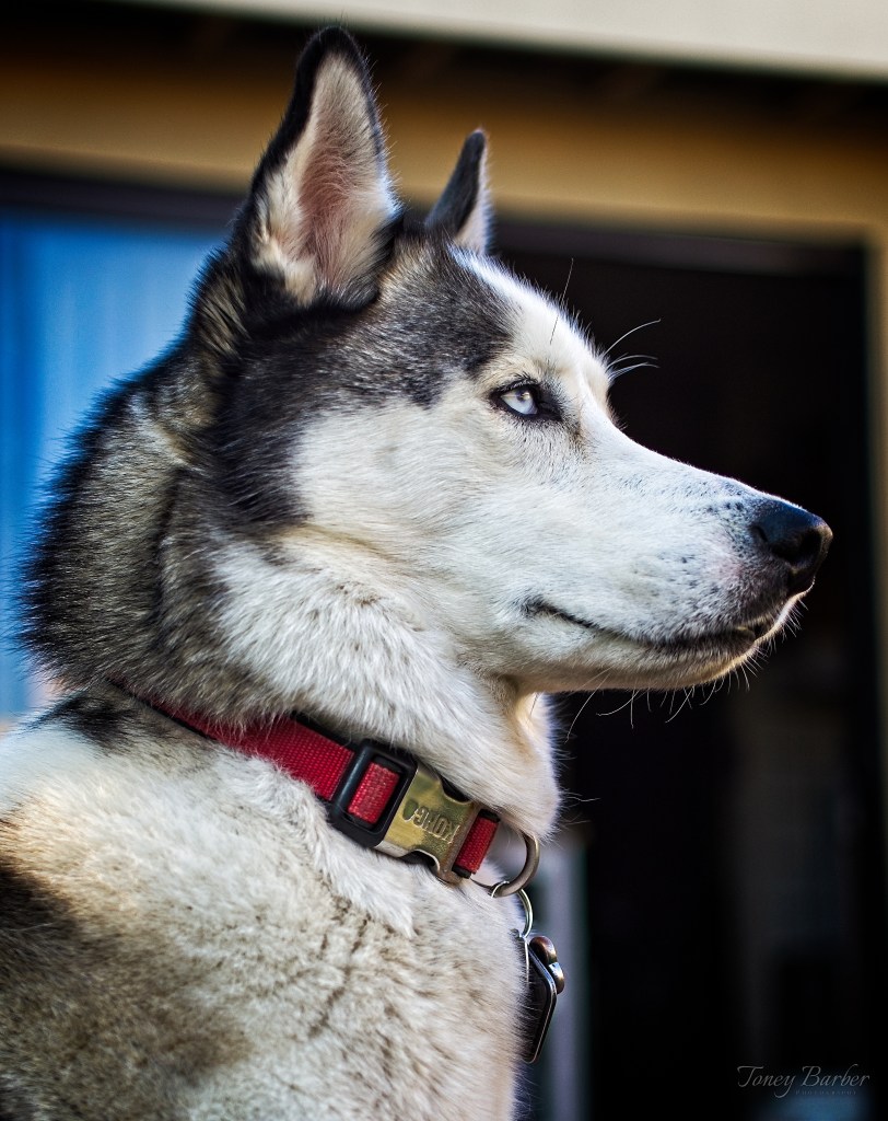 Welcome Loki! – Learning from Dogs