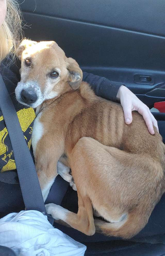 Dog rescuers are a great bunch of people! – Learning from Dogs