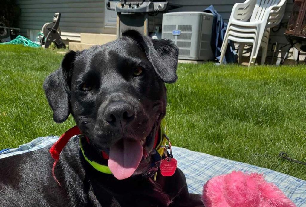 The Daily Dodo – Learning from Dogs