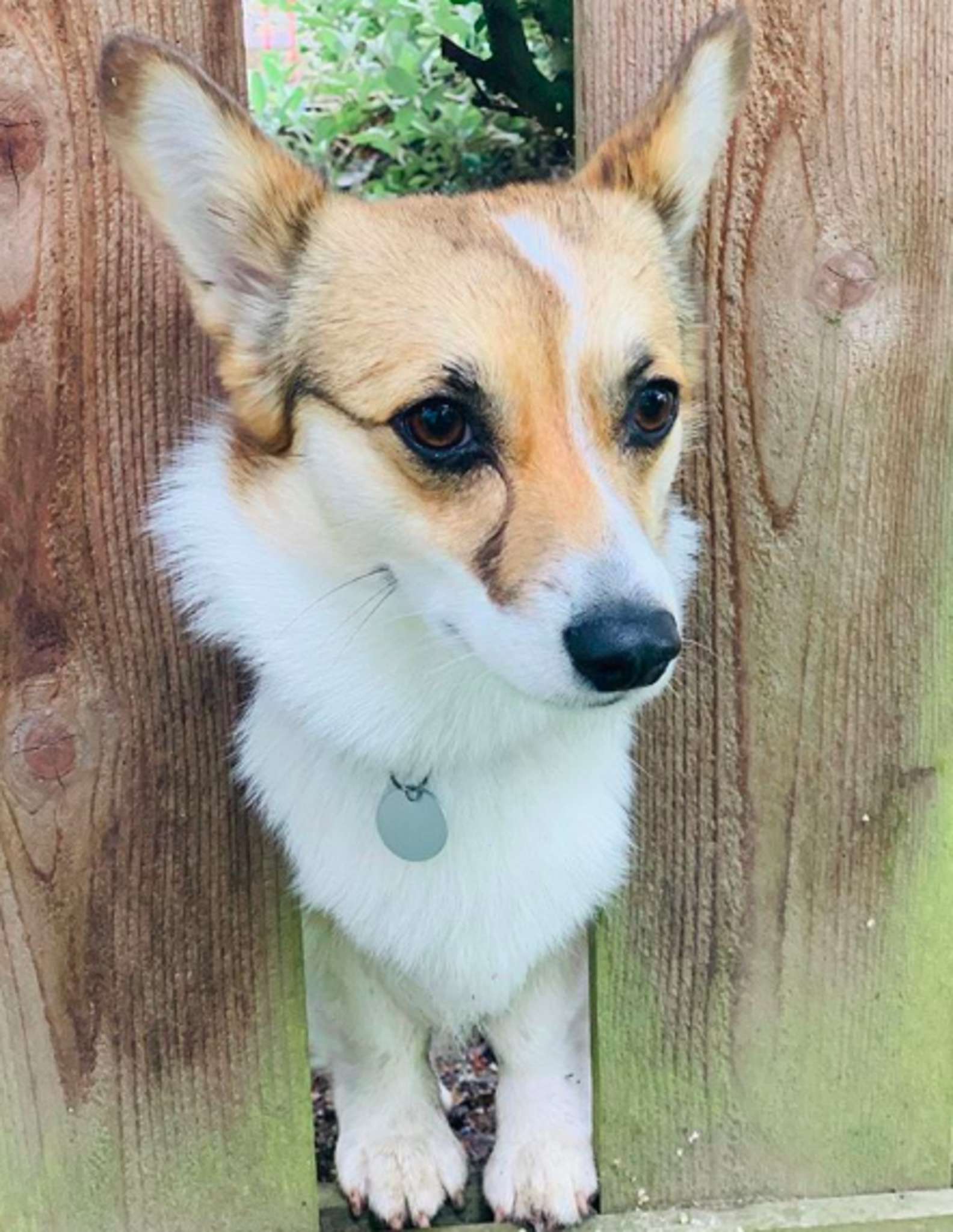 A story about a Corgi from Portland! – Learning from Dogs