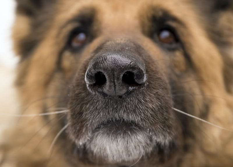 What a nose, again! – Learning from Dogs