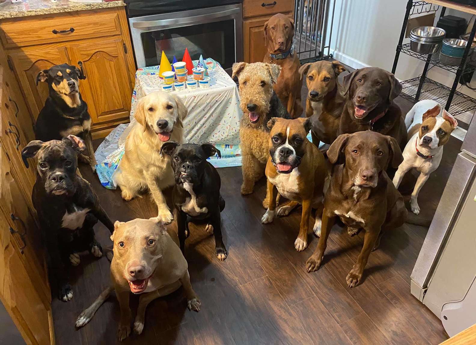 Now this is good behaviour! – Learning from Dogs