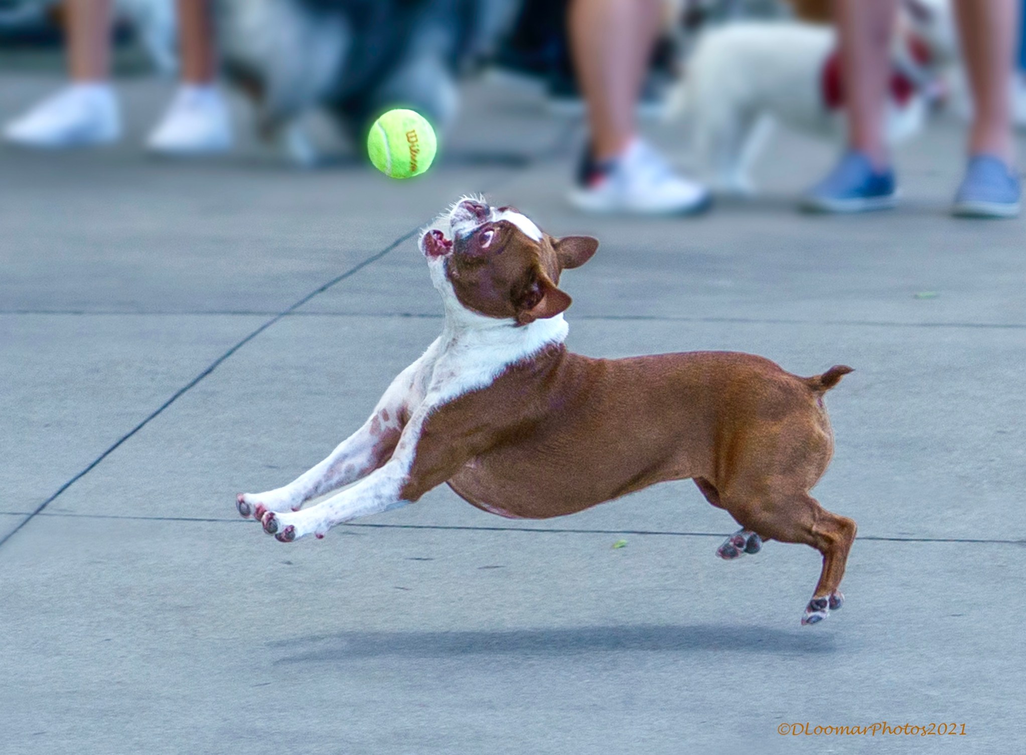 Ugly Hedgehog – Learning from Dogs