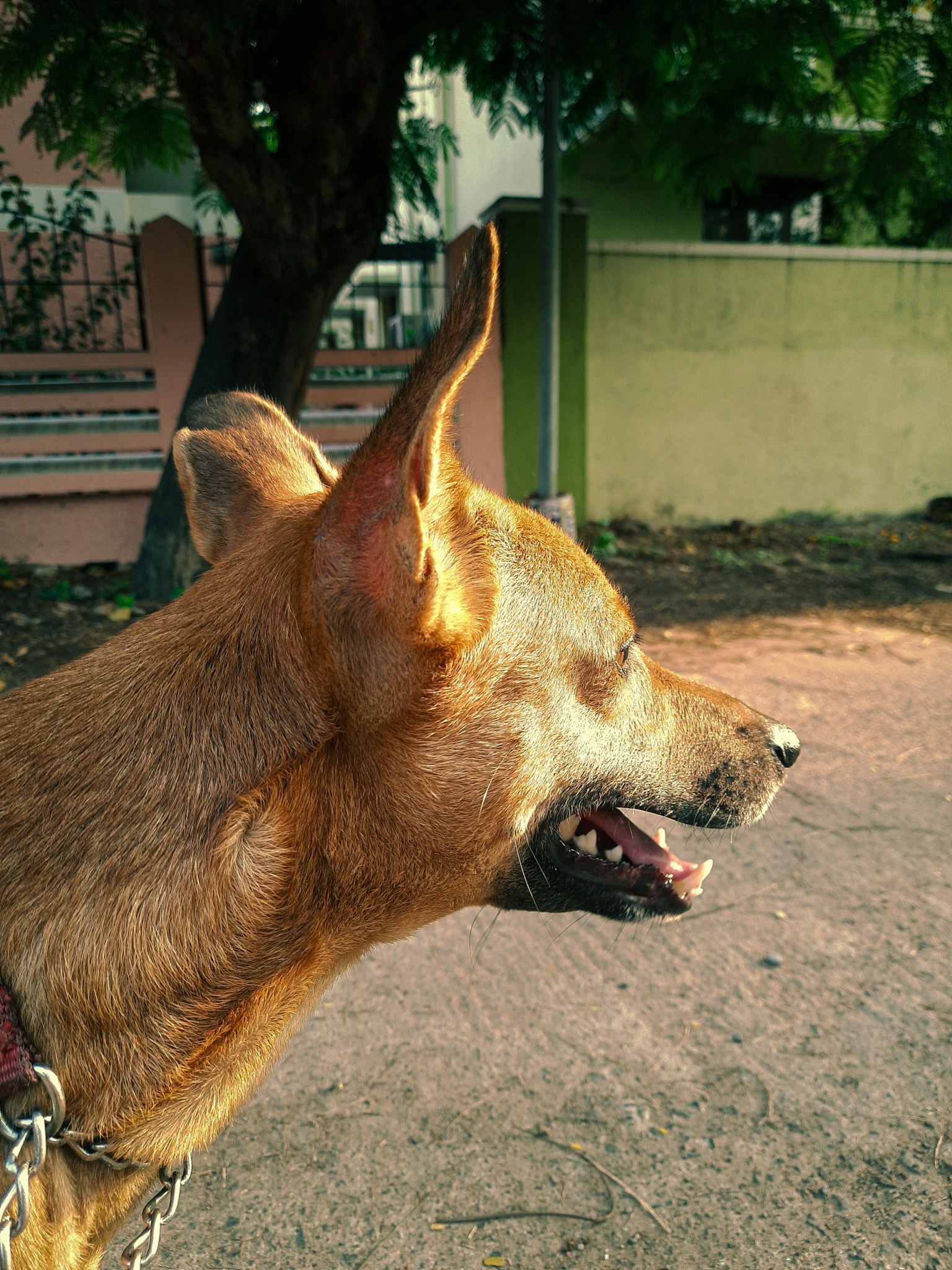 Learning from Dogs – Dogs are animals of integrity. We have much to ...