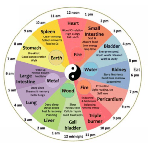 How the body functions – Learning from Dogs